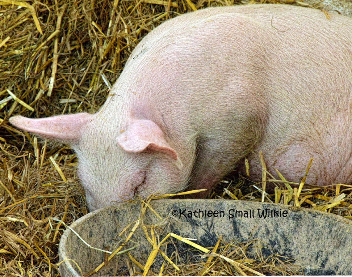 Pequeño cerdito rosa, cerdito somnoliento, foto de la naturaleza, foto ...