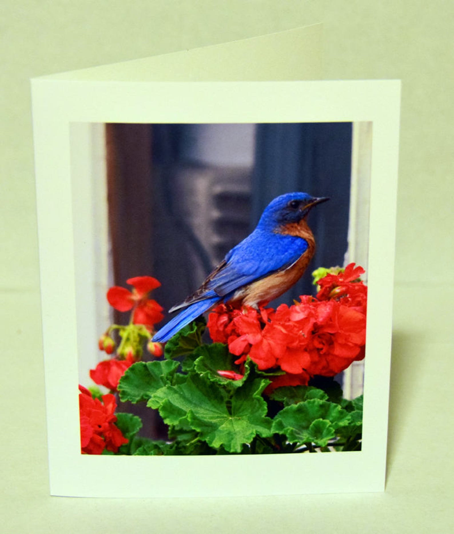 Bluebird Greeting Card,bird Greeting Card,unique Card,bird Photography ...