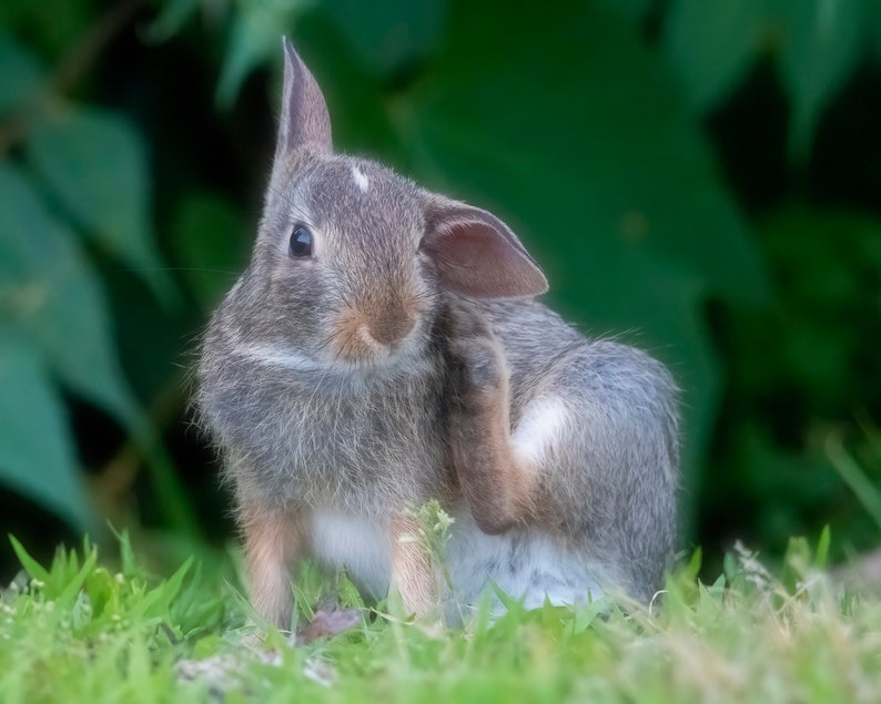 Itchy Baby Bunny Cute Baby Animals Nursery Art Unique Gift - Etsy