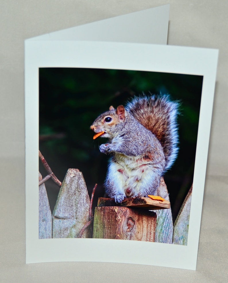 Squirrel Greeting Card,funny Greeting Card,unique Card,photo Notecard ...