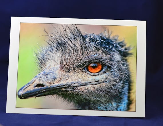 Emu Greeting Cardfunny Greeting Cardunique Cardetsy | Etsy