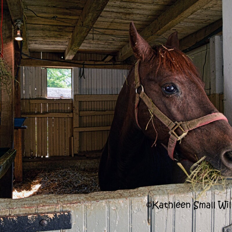 Mr Ed - Etsy
