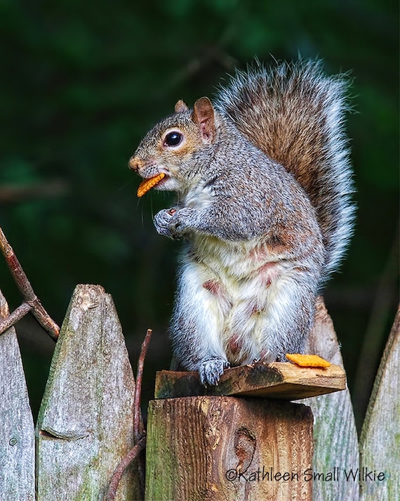 Squirrel greeting cardfunny greeting cardunique cardphoto | Etsy