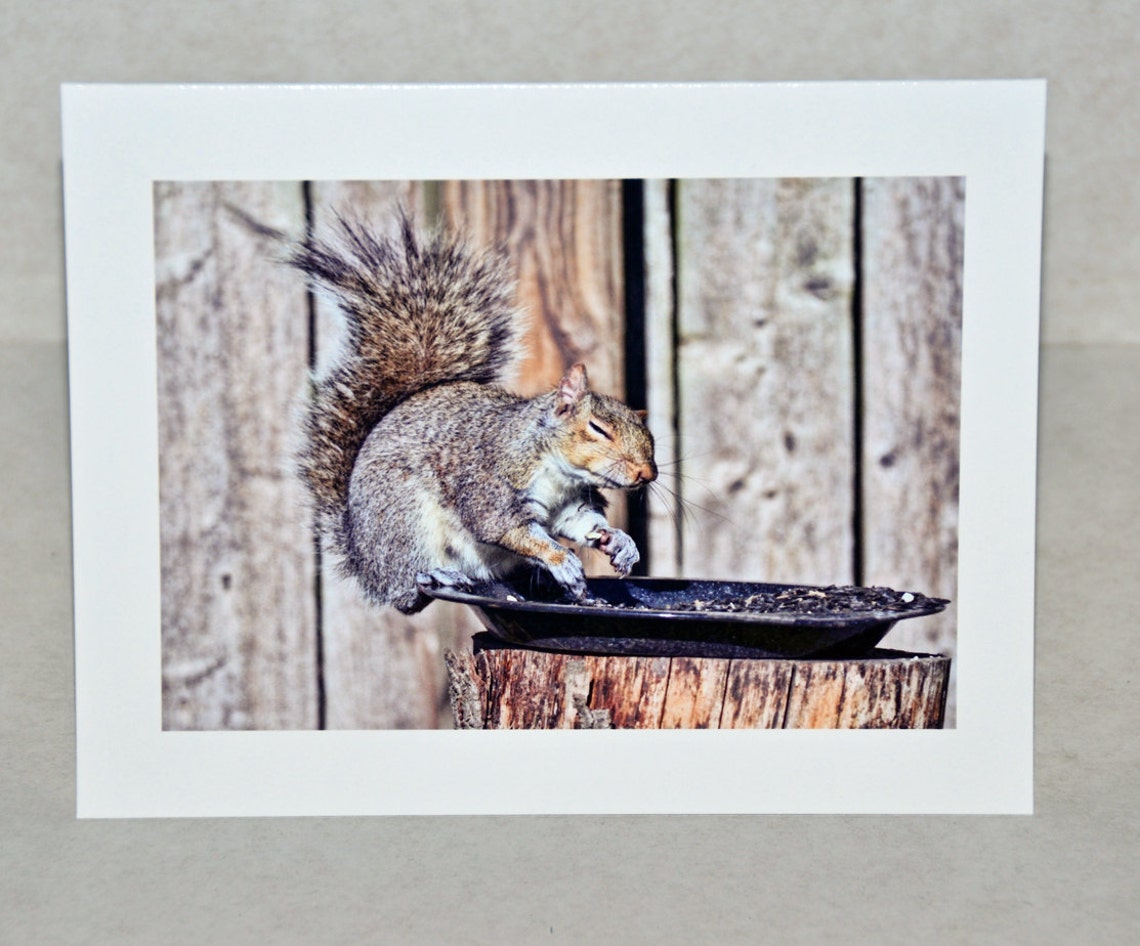 Squirrel Greeting Cardfunny Greeting Cardunique Cardetsy - Etsy