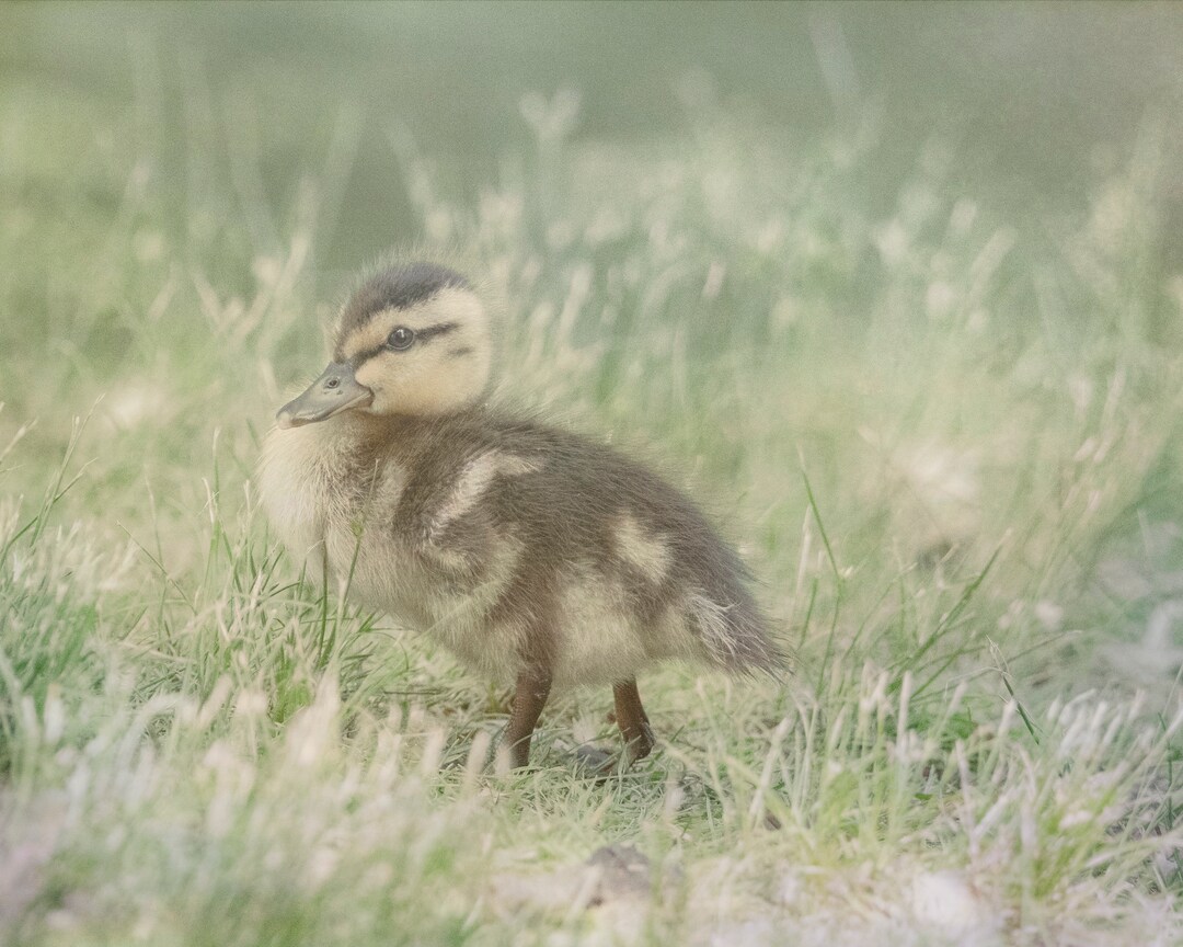 Duckling Baby Duck, Nursery Art, for Kids Room, Etsy Find, Trending ...