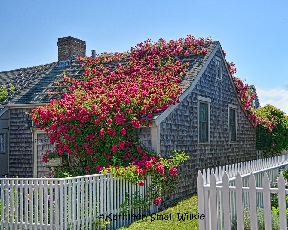 Nantucket Island,rose Covered House,nantucket Ma,rose Cottage,pink ...