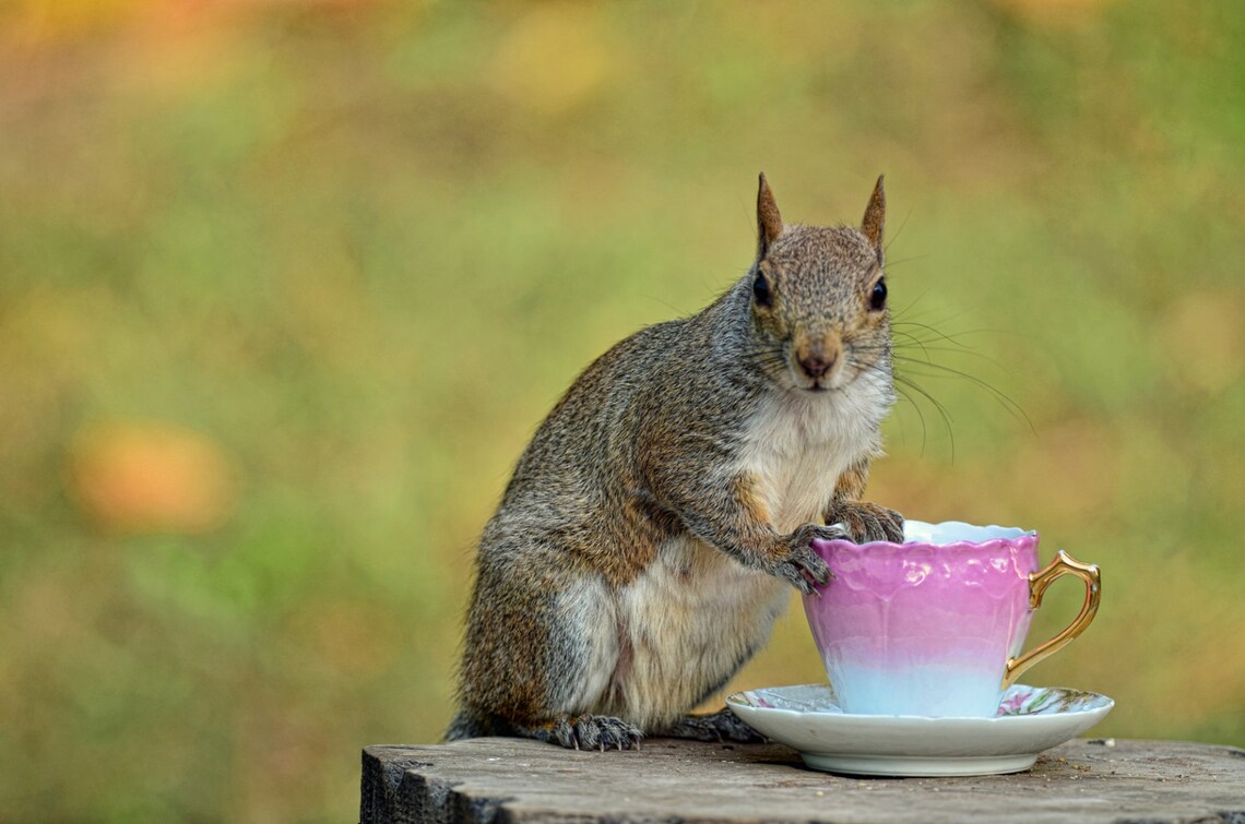 Squirrel Greeting Card,funny Greeting Card,unique Card,photo Notecard ...