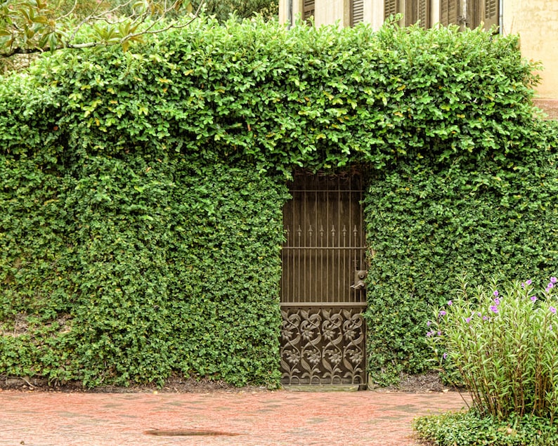 Ivy Wall - Etsy