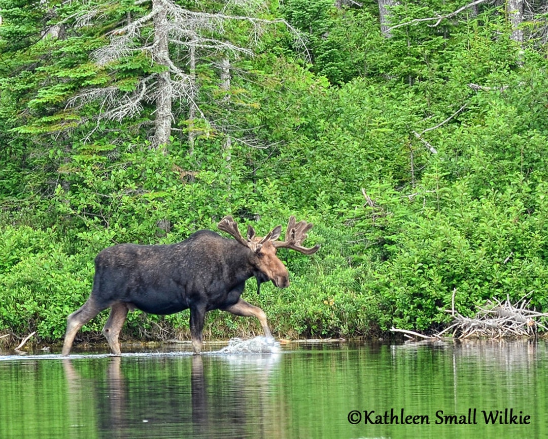 Alce toro, alce de Maine, foto de vida silvestre, foto de la naturaleza ...