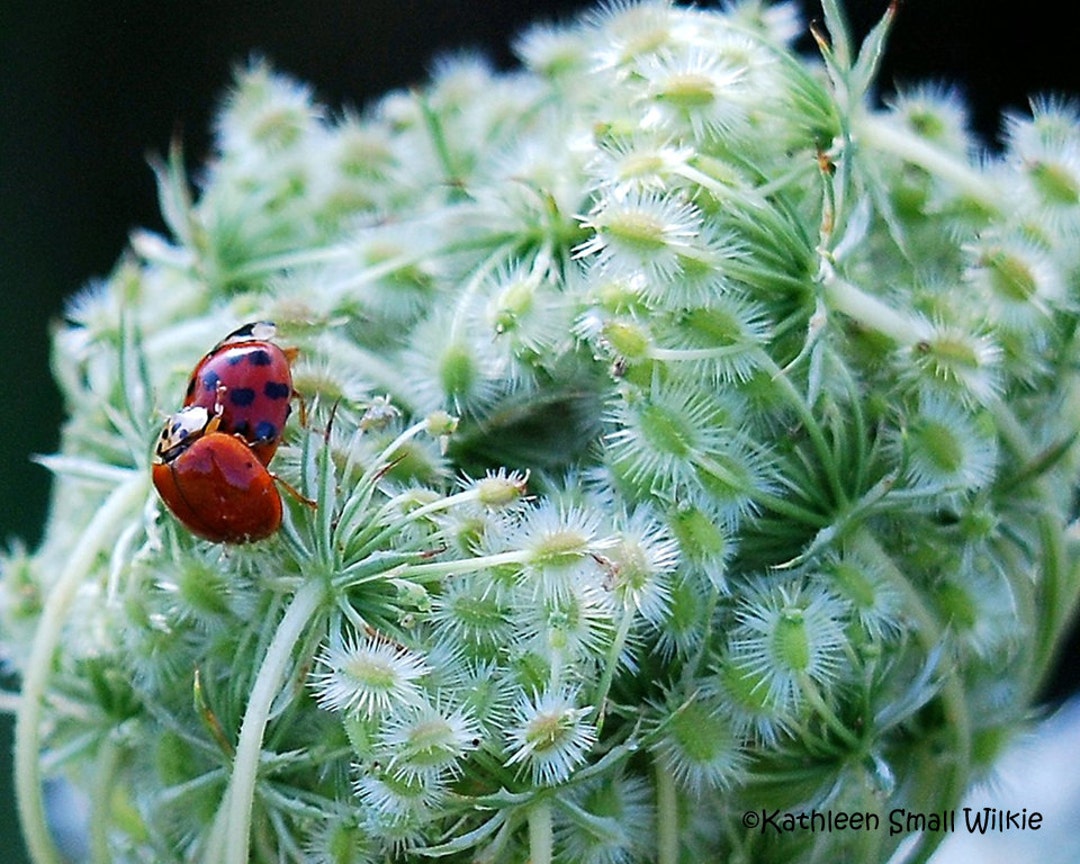 Ladybugs,trending,love Bugs,insect Photo,nature Photo,unique Card,blank ...