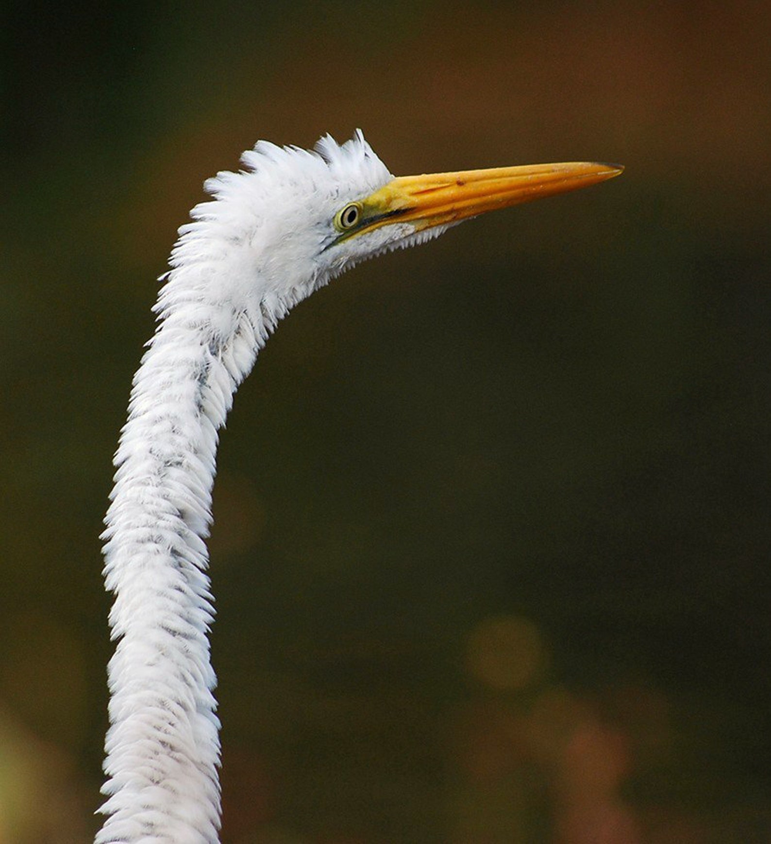 Great Egret Photo Notecard, Funny Bird Greeting Card - Etsy