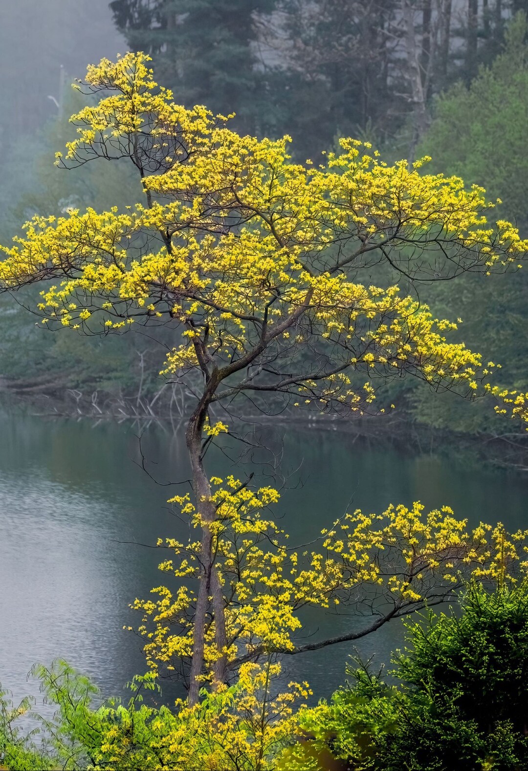 Yellow Tree, Colorful Tree, Yellow Leaves, Nature Photography, - Etsy