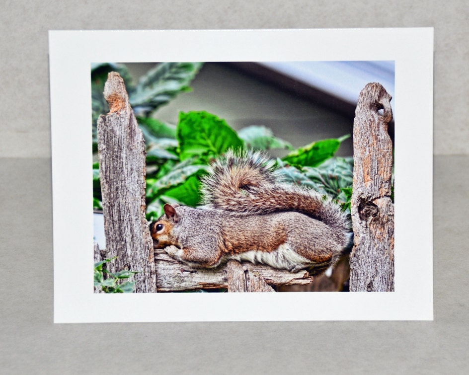 Squirrel Greeting Card,funny Greeting Card,unique Card,trending ...