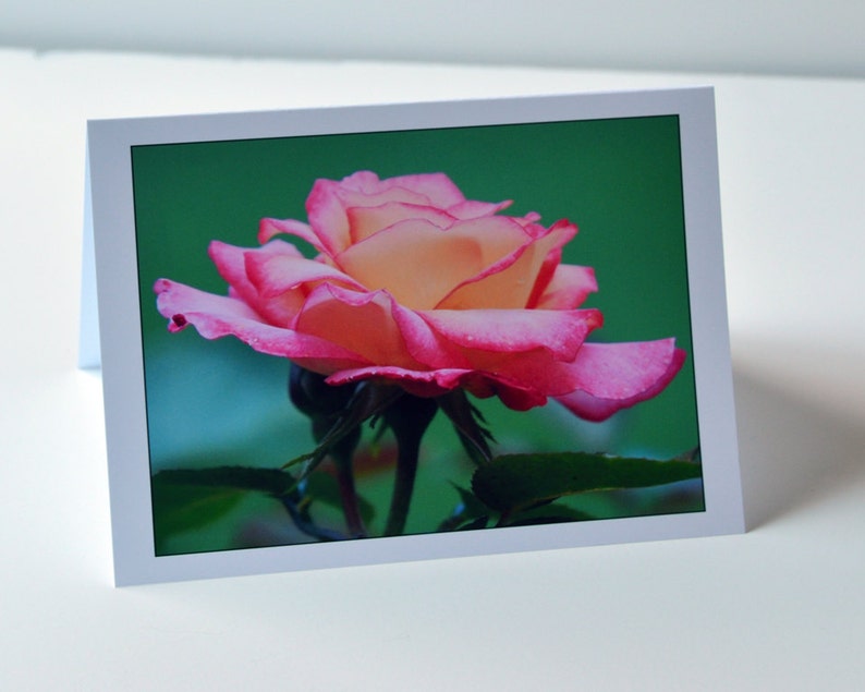 Pink & Yellow Rose,blank Notecard,unique Card,etsy Find,photo Notecard ...