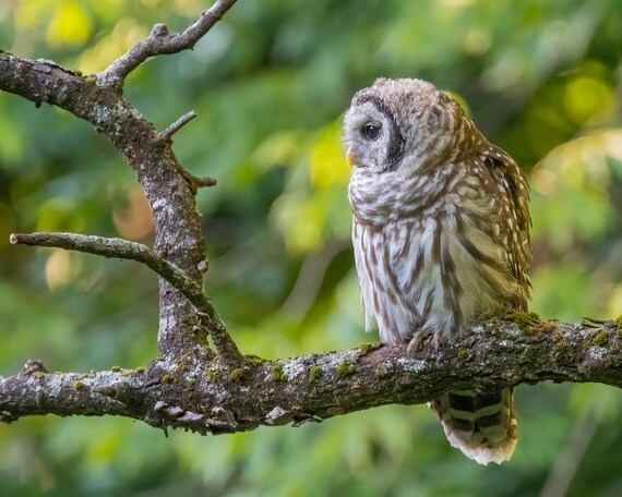 Afbeeldingen Van Gestreepte Uilen