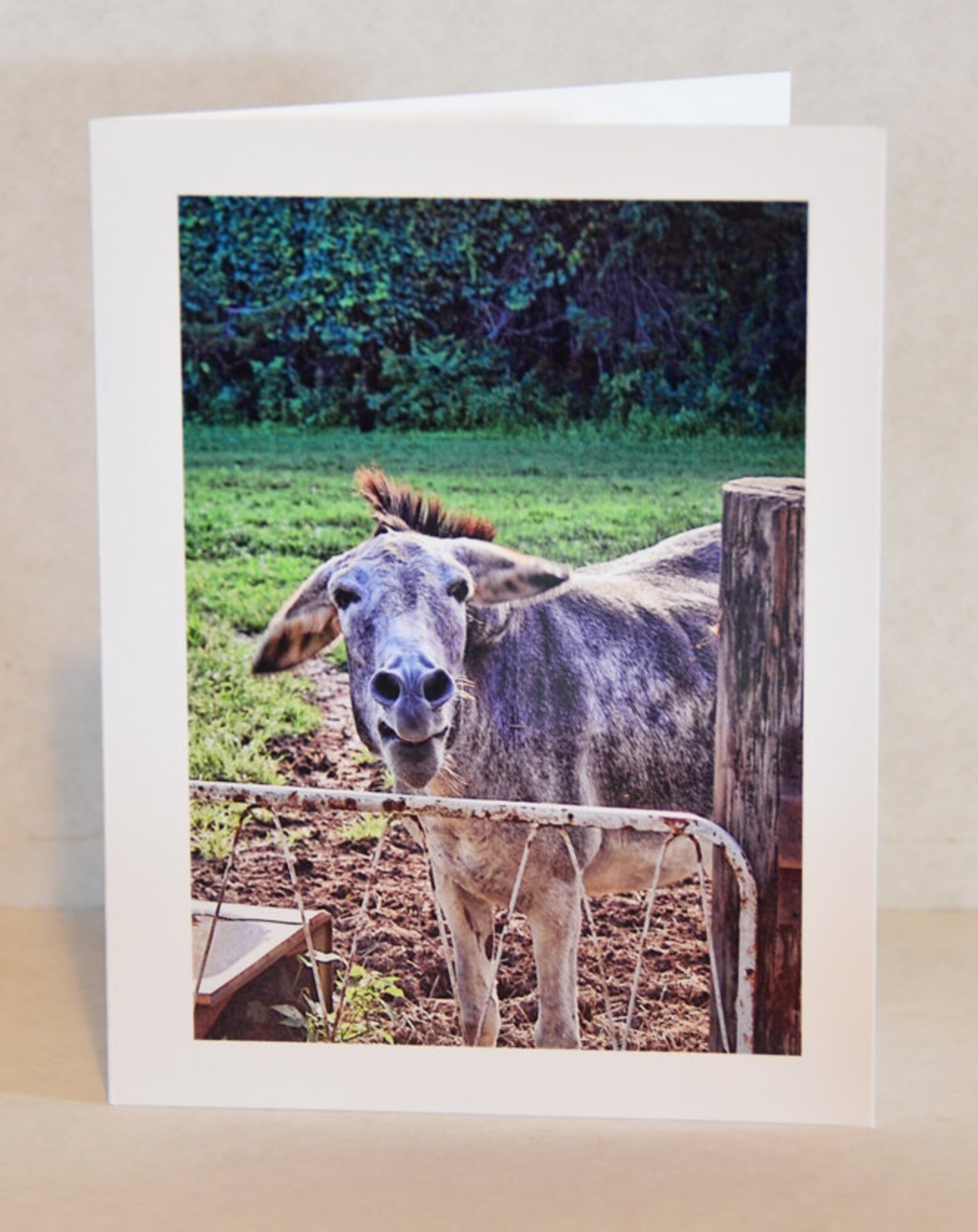 Donkeynotecard,funny Greeting Card,unique Card,photo Notecard,animal ...