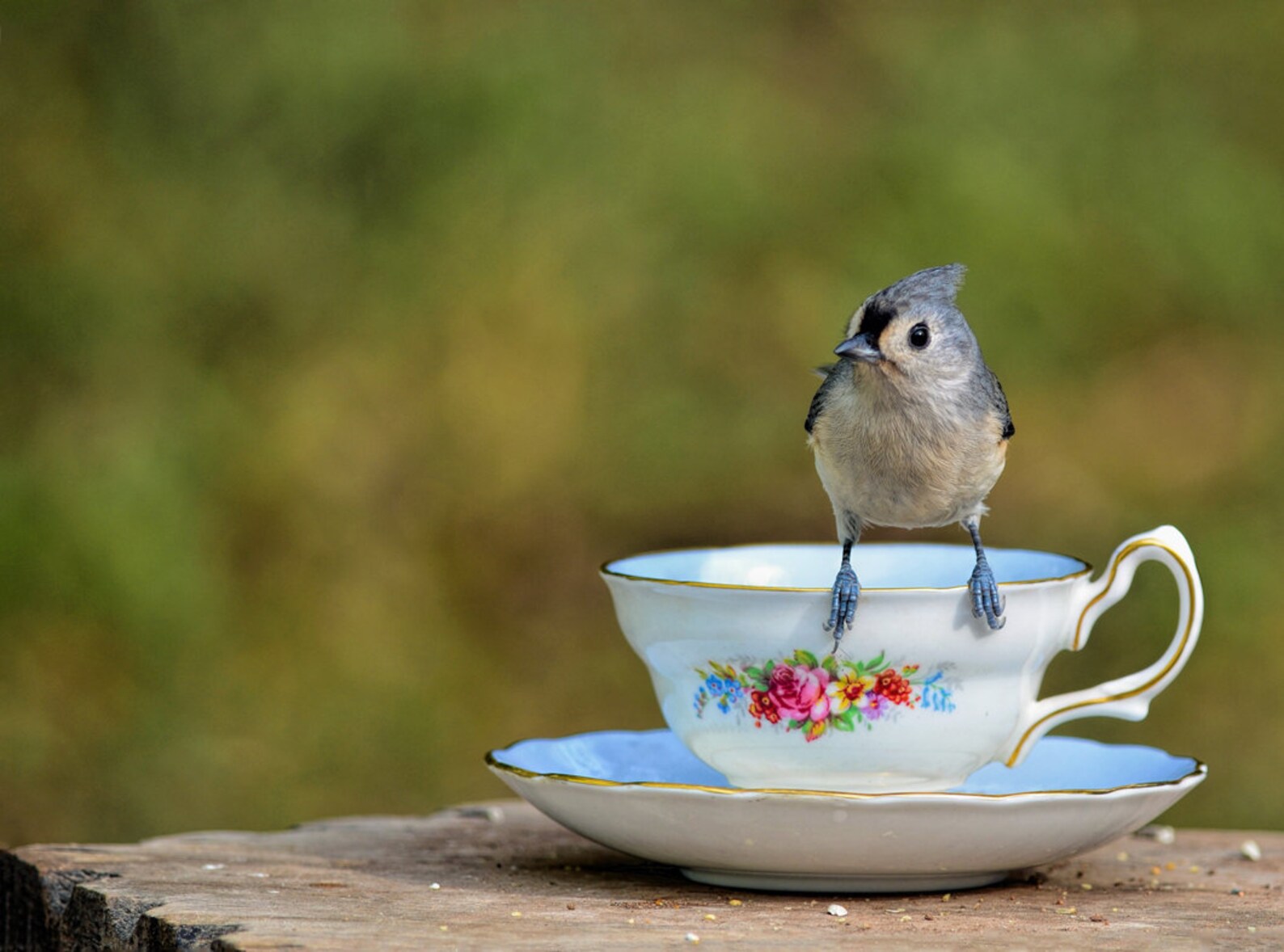 Titmouse Greeting Card,funny Greeting Card,unique Card,etsy Find ...