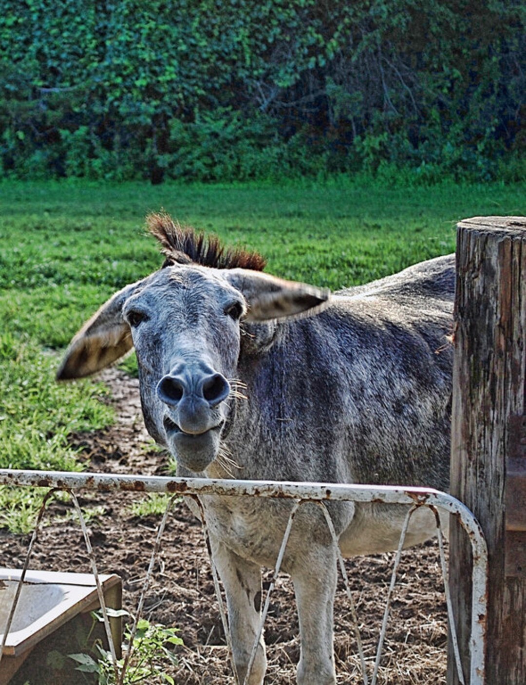 Donkeynotecard,funny Greeting Card,unique Card,photo Notecard,animal ...