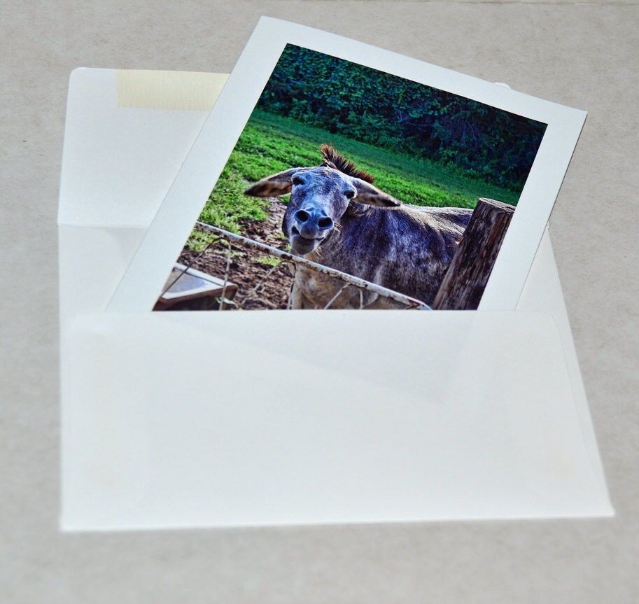 Donkeynotecard,funny Greeting Card,unique Card,photo Notecard,animal ...