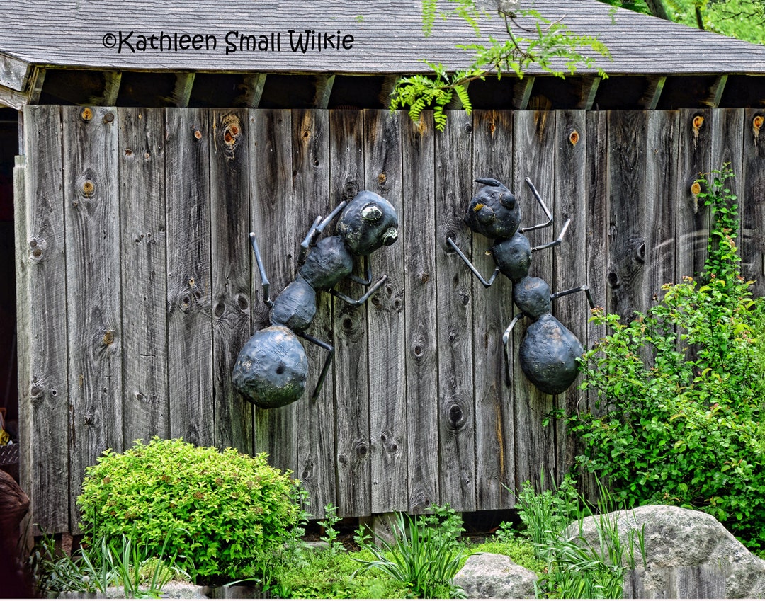 Old Weathered Barn,big Ants,old Rustic Barn,barn Wall,unique Gifts,wall ...