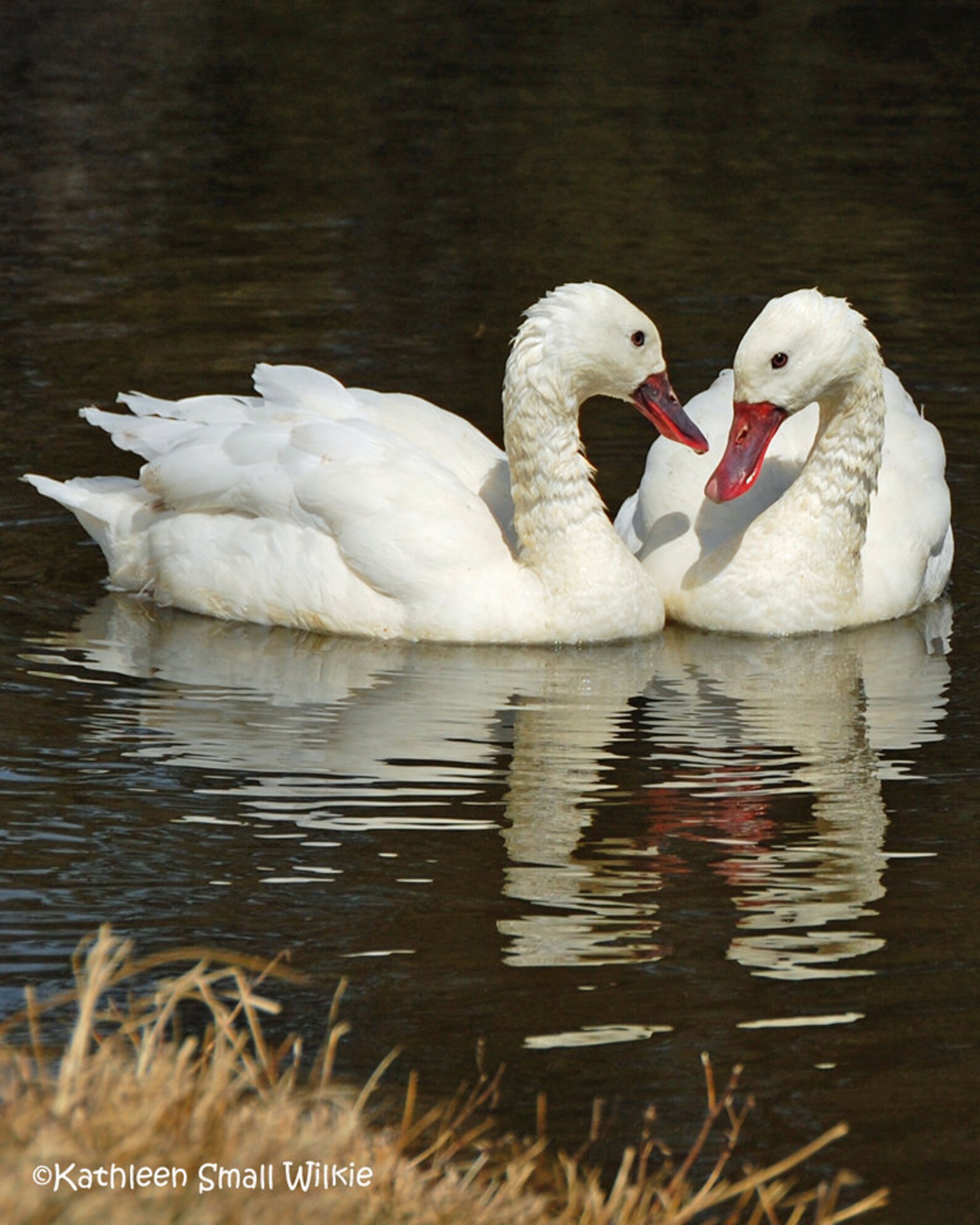2 Geese,love Birds,bird Photography,nature Photography,unique Gift,etsy ...