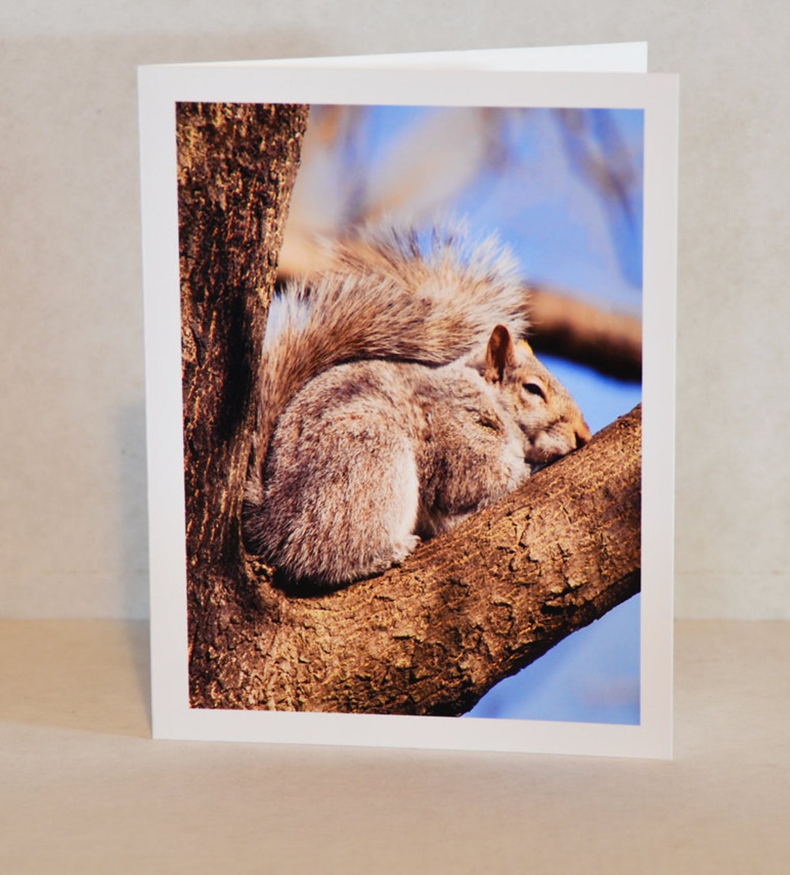 Squirrel Greeting Card,funny Greeting Card,unique Card,photo Notecard ...
