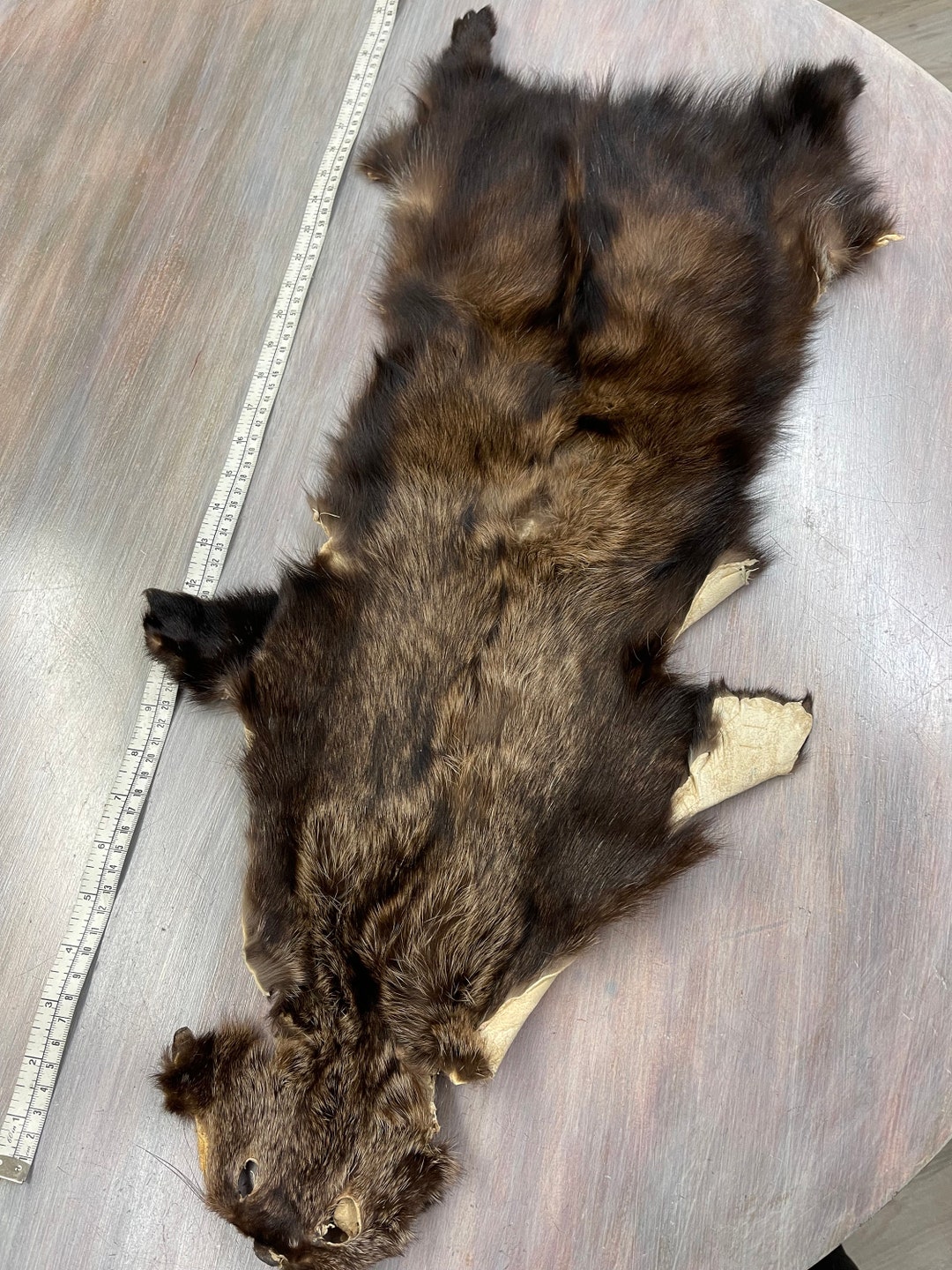 Genuine Fisher Sable Fur Skin Head Pelt Craft Winter Accessory B - Etsy