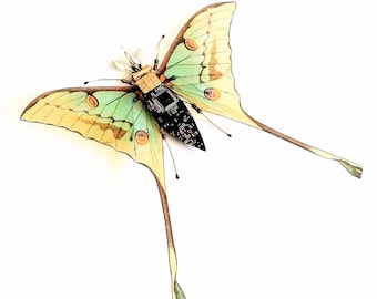 The Giant, Golden Spotted Japanese Owl Moth, Circuit Board Insect by ...