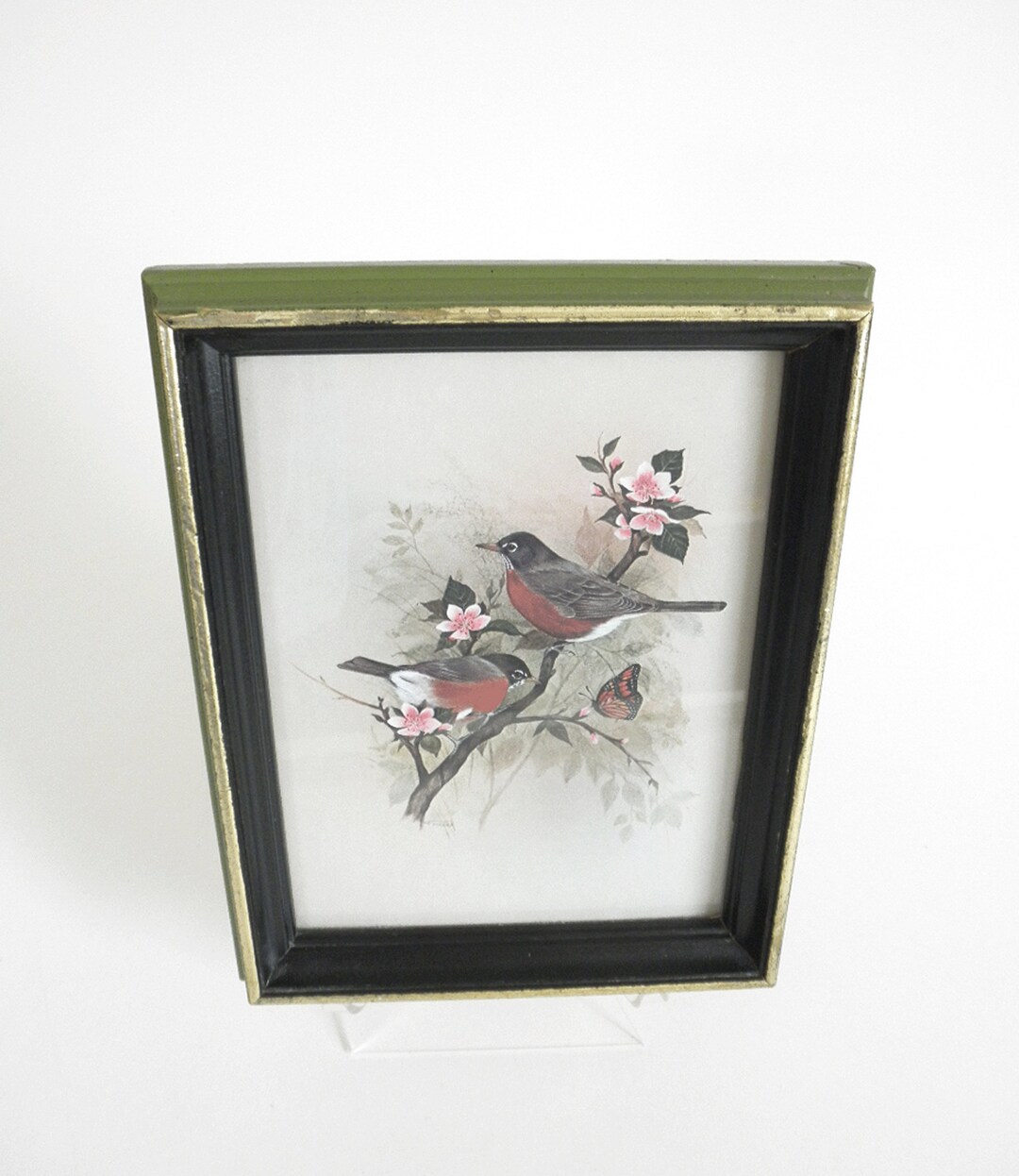 Vintage American Robins Bird Framed Art Print- Signed Artist F. Massa ...