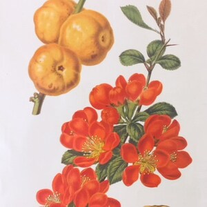 Vintage Botanical Print 18th Century Image of Fruit Blossom - Etsy