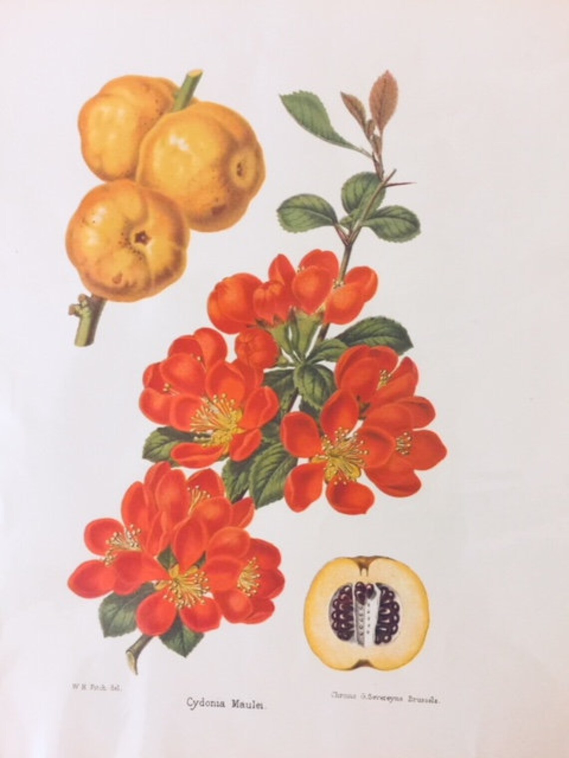 Vintage Botanical Print 18th Century Image of Fruit Blossom | Etsy