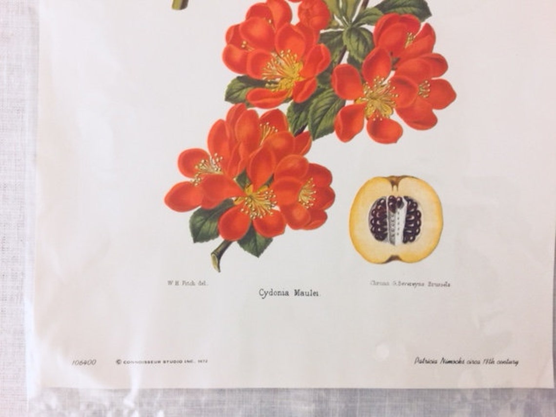 Vintage Botanical Print 18th Century Image of Fruit Blossom | Etsy