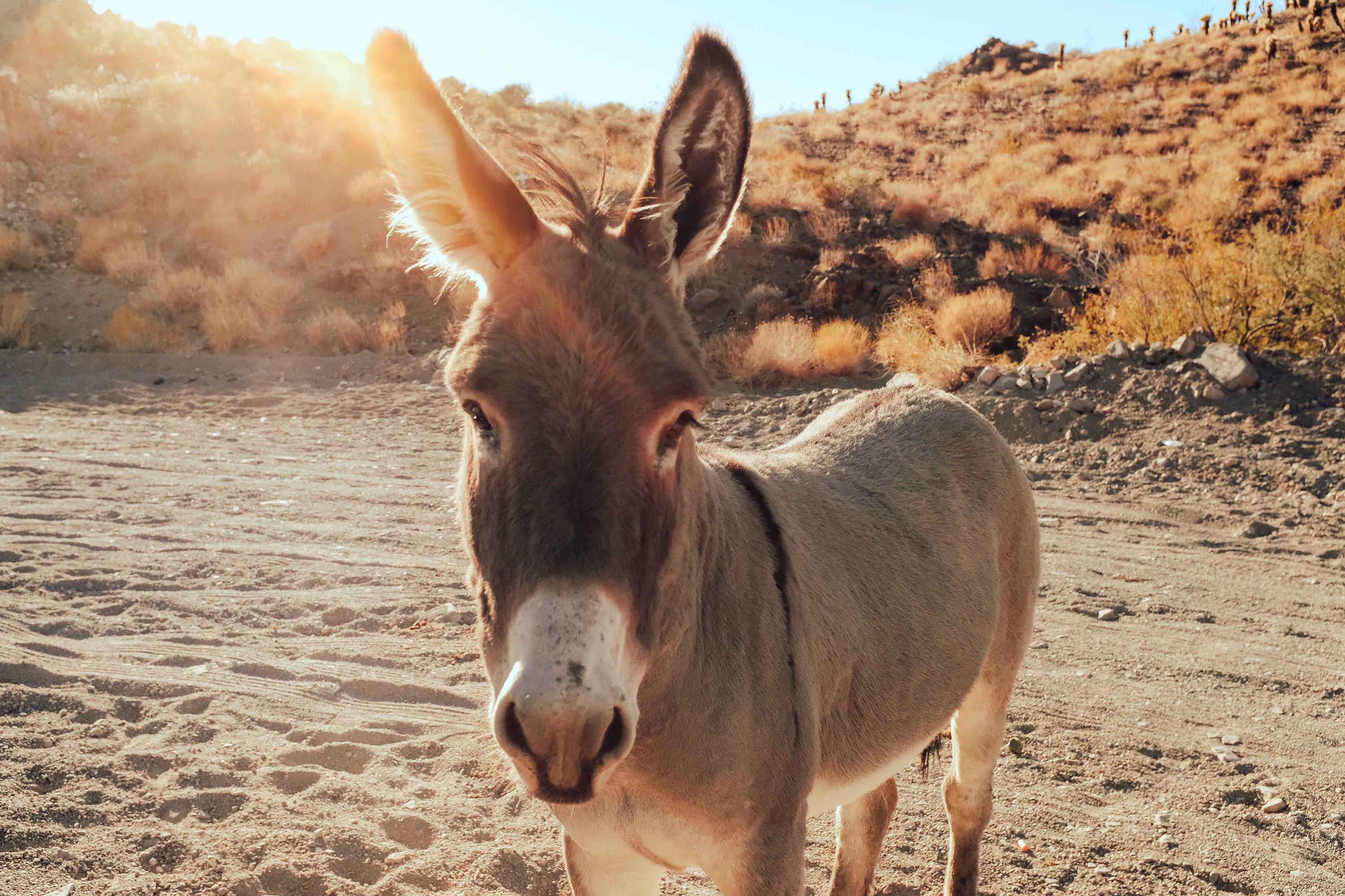 Oatman Burros // Arizona // Donkeys Desert Animal Wildlife | Etsy Oatman Burros // Arizona // Donkeys Desert Animal Wildlife | Etsy