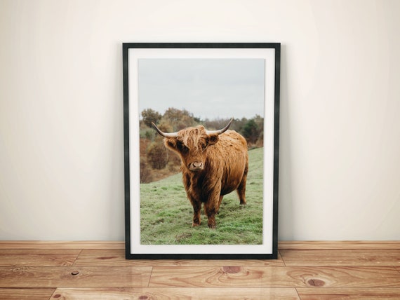 Highland Cow Print Scottish Coo Shaggy Cow Scotland Cow | Etsy