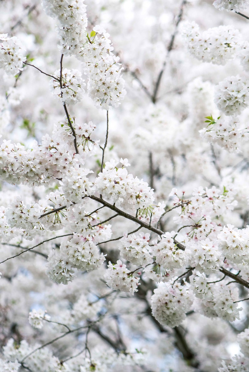 Cherry Blossoms, Flowering Trees, Spring, Springtime, White Flowers ...