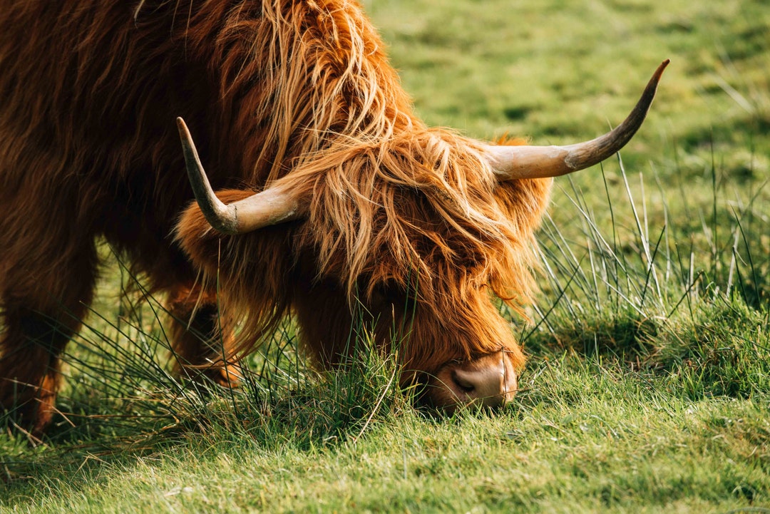 Highland Cow Print, Scottish Coo, Shaggy Cow, Scotland, Cow Art, Rustic ...