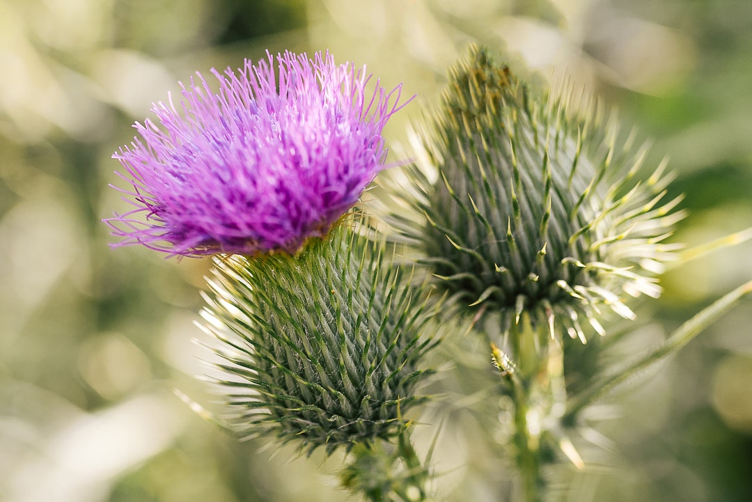 Scotland Scottish Purple Thistle Photography Thistles Flower Print Wall ...