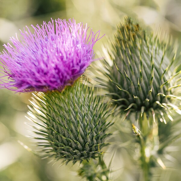 Thistle - Etsy