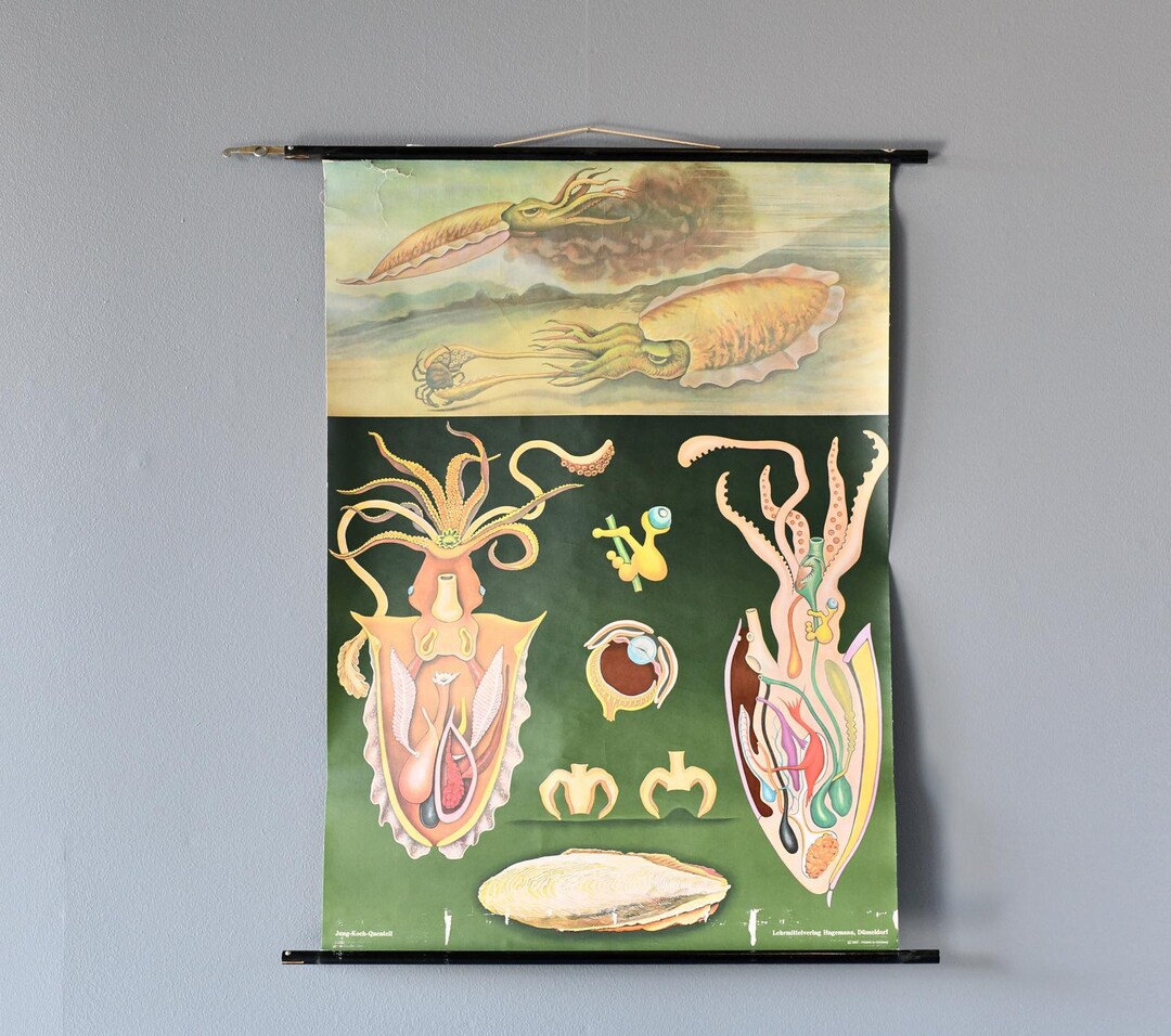 Canvas Wall Chart of the Squid by Jung Koch Quentell - Etsy