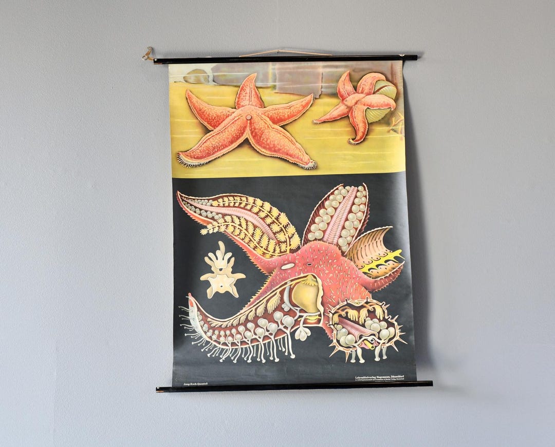 Wall Chart of the Starfish by Jung Koch Quentell - Etsy