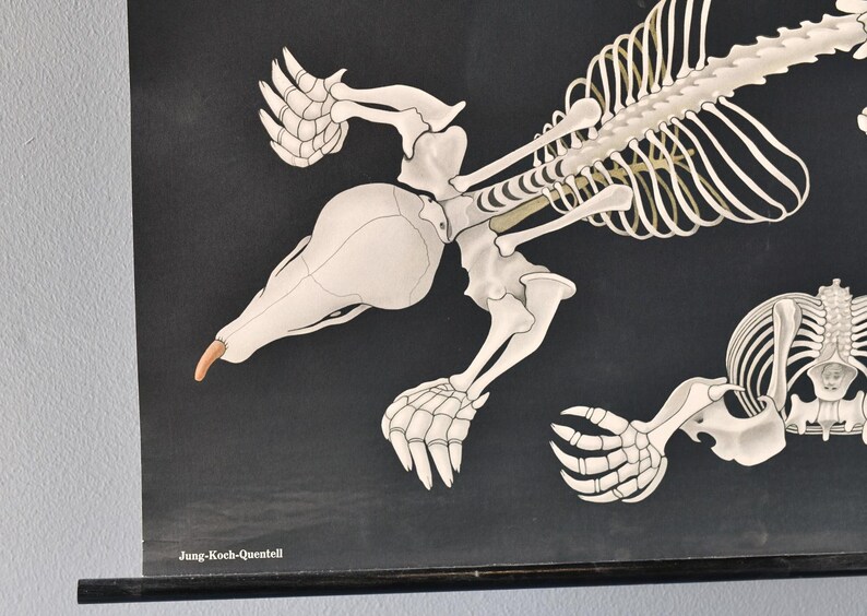 Wall Chart of the Mole by Jung-koch-quentell Circa 1950s - Etsy