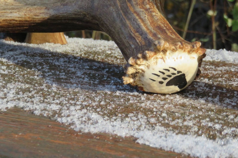 Grizzly Bear Painting on Moose Antler Drop - Etsy