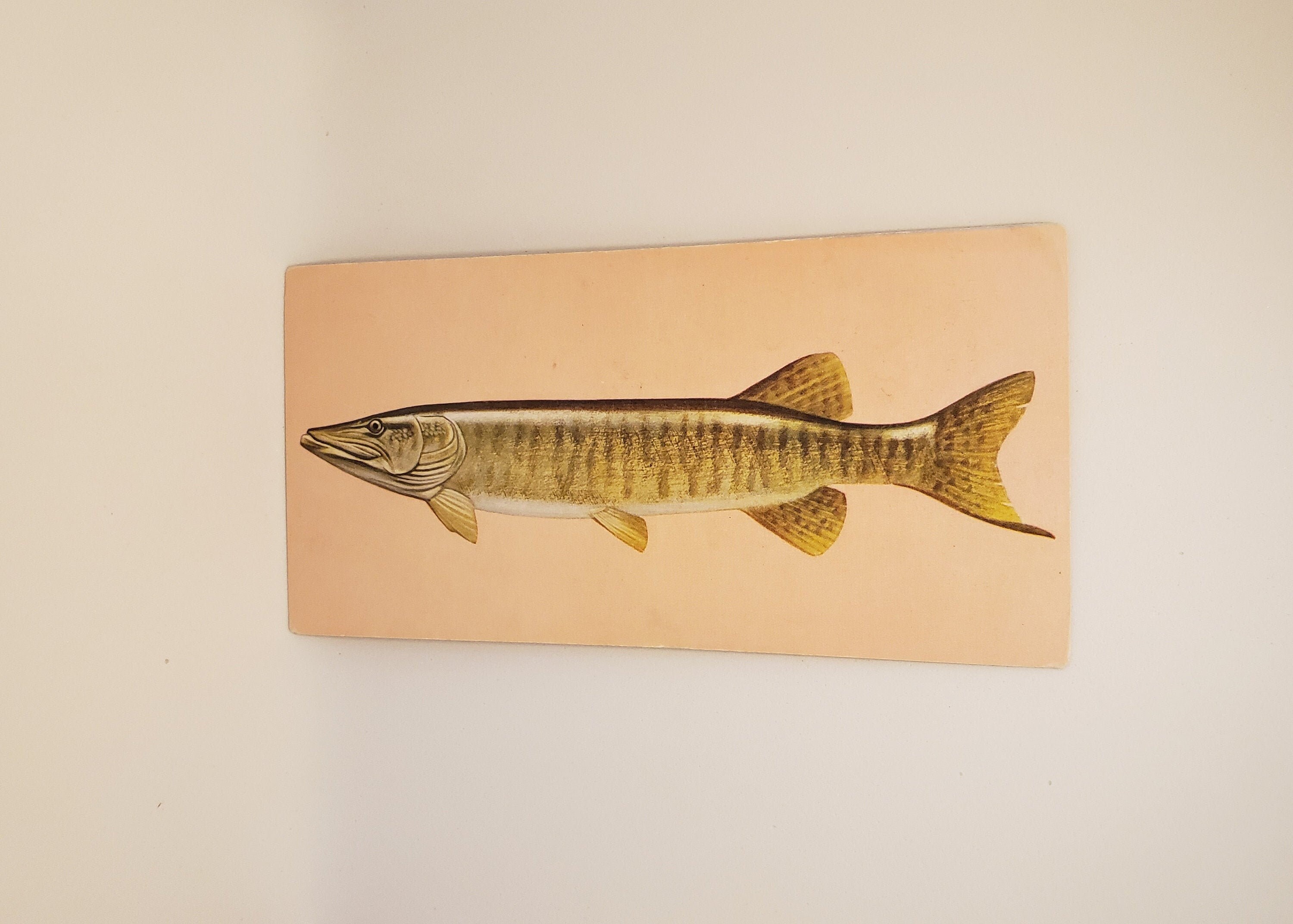 Vintage Fish Freshwater Flashcard Muskellunge | Etsy
