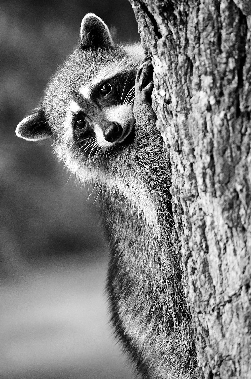 Racoon Photo Prints - 12x18 Pacific Northwest Photography From ...