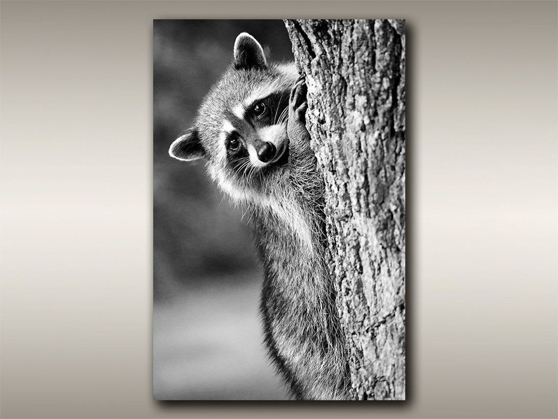 Racoon Photo Prints - 12x18 Pacific Northwest Photography From ...