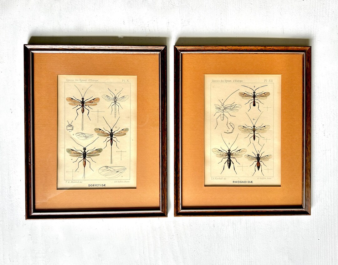 Insects Colour Lithograph Print, Vintage Naturalist Library, Nature ...