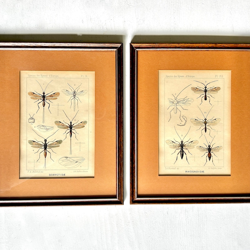 Antique Insect Print - Etsy