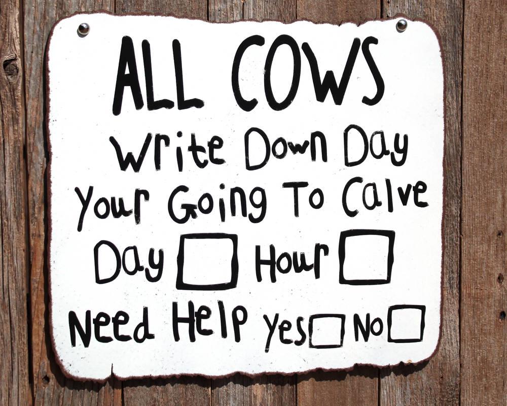 Funny Western Ranch Decor Sign: Calving Cow Hardboard Sign - Etsy