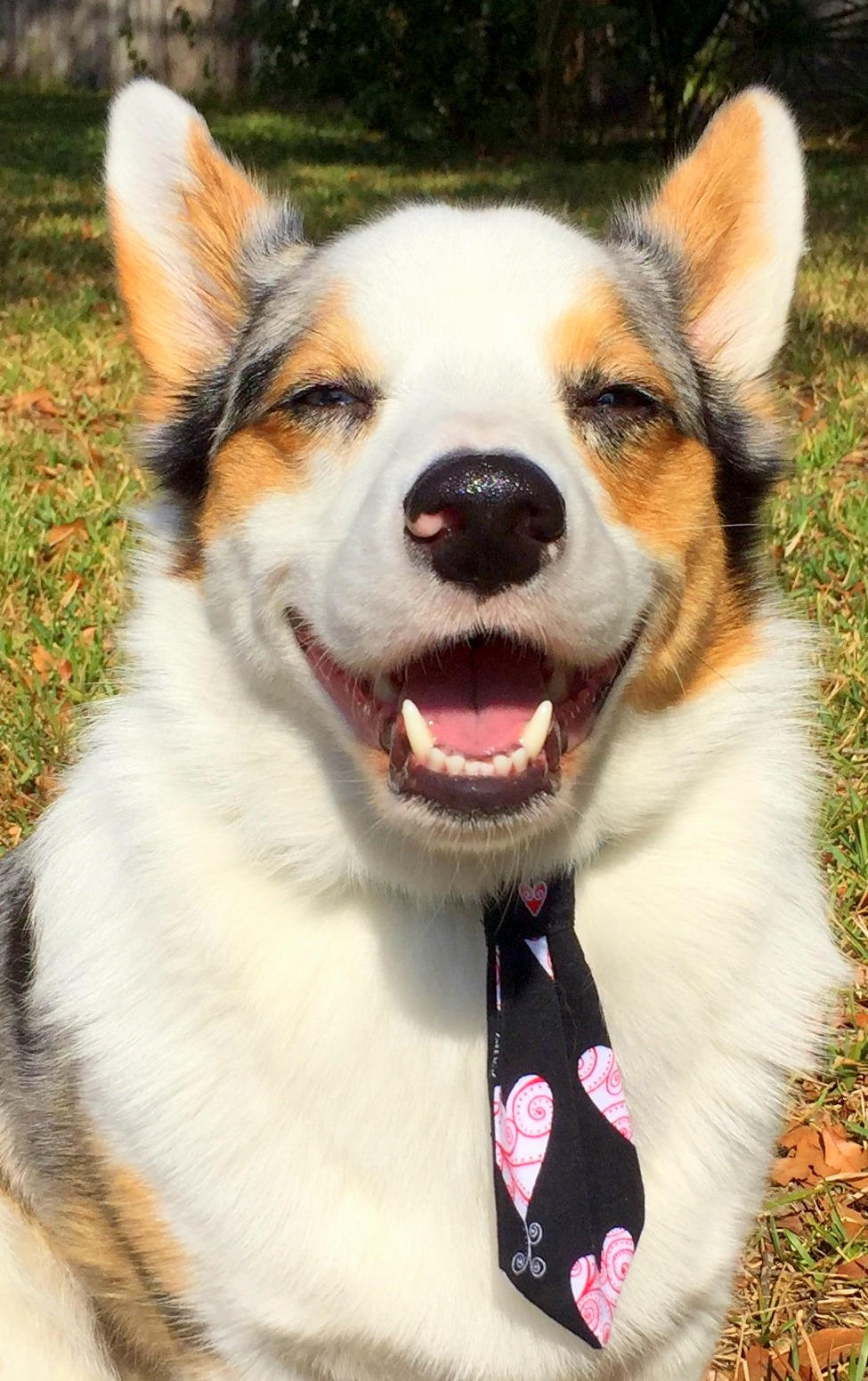 Dog Neckties in a Variety of Prints for Your Canine Valentine - Etsy