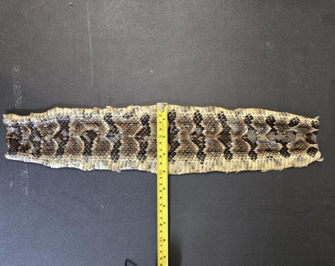 18.5" Real Timber Rattlesnake Skin - Soft Tanned - Etsy